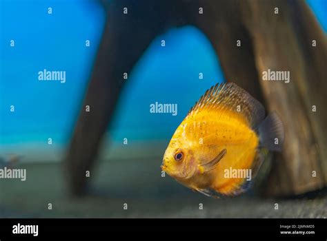 Image result for Checkerboard Discus