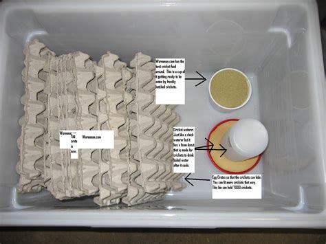 Image result for Breeding Crickets Setup