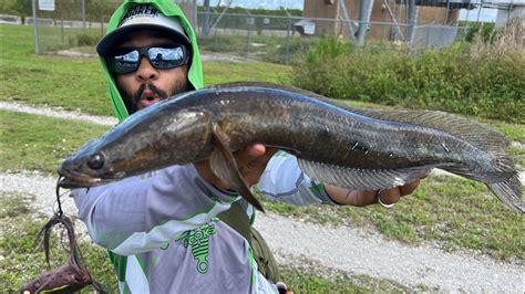 Image result for Snakehead Fish Hunting