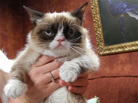 Image result for Grumpy Cat Owner