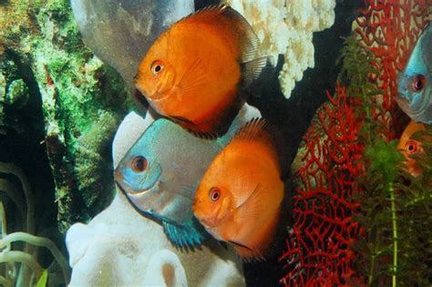 Image result for Symphysodon Discus