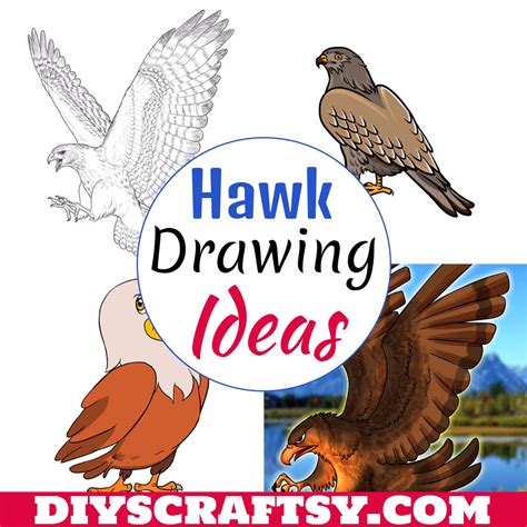 Image result for Hawk Drawing Brid