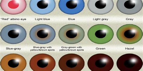 Image result for Eye Color Check