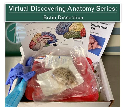 Image result for Brain Dissection
