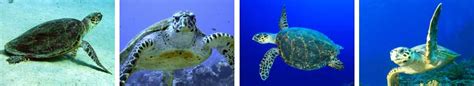 Image result for Sea Turtle Types