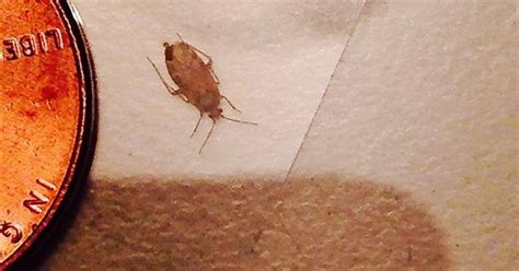 Image result for NYC Cockroach