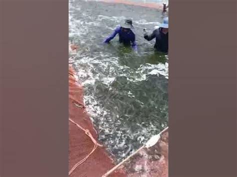 Image result for Catching Prawns