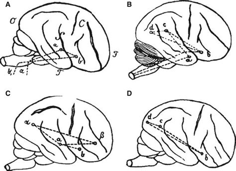 Image result for The Function of the Wernicke Connection