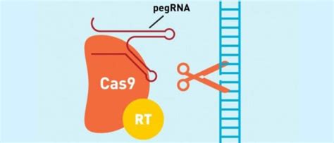 Image result for Prime Editing