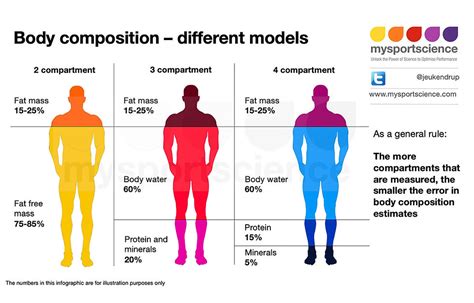 Image result for Types of Body Composition