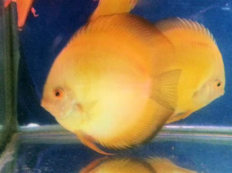 Image result for Golden Discus Fish