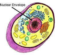 Nuclear Envelope