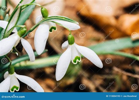 Image result for Snowdrop Early Spring Flowers