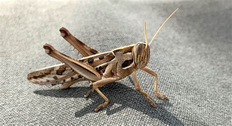 Image result for Cricket Insect Life Cycle