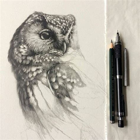 Image result for Graphite Drawing of Owl