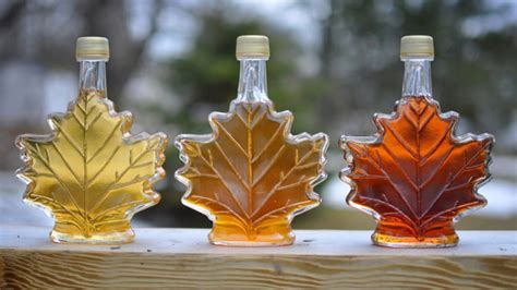 Image result for Maple Syrup Tree Leaf