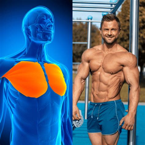 Image result for Build Chest Muscles