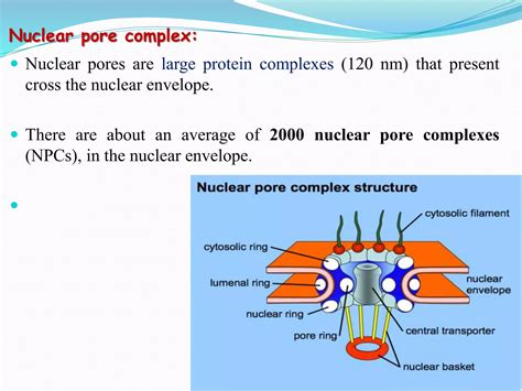 Image result for Nuclear Pore Complex Structure Model