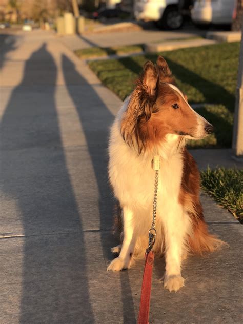 Image result for Sheltie Spring Pictures