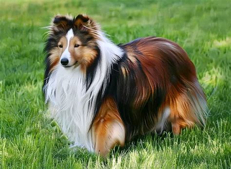 Image result for Sheltie Color Chart