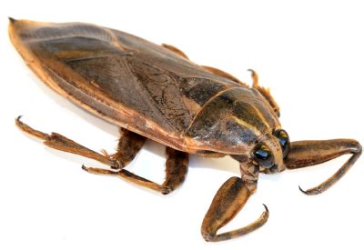 Image result for Water Bug Cockroach