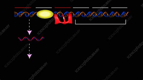 Image result for Lac Operon Animation