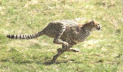 Image result for Fast Cheetah