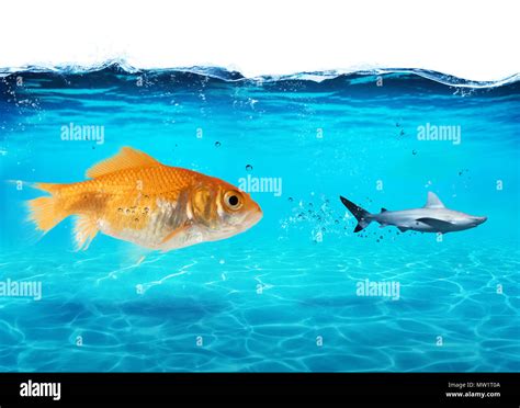 Image result for Finding Nemo Scared Fish