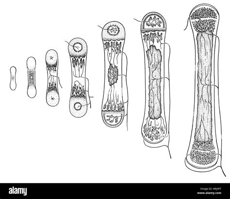 Image result for Bone Development