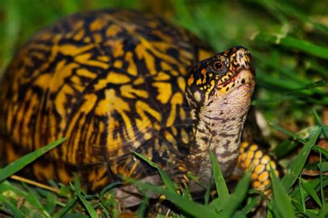 Image result for Eastern Box Turtle