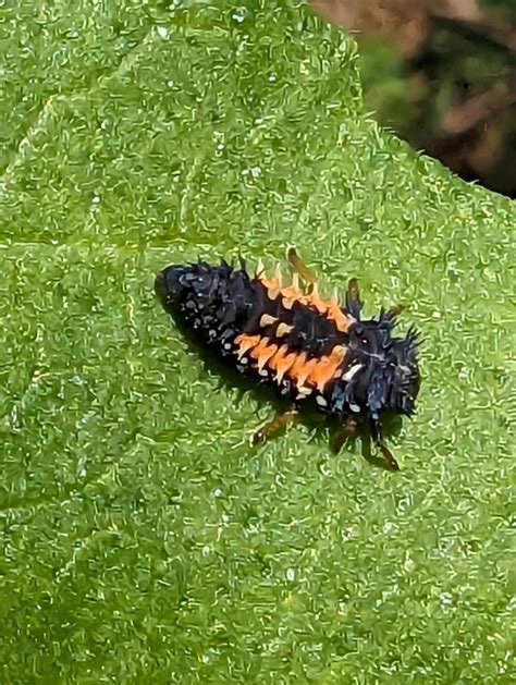 Image result for Lady Bug Insects