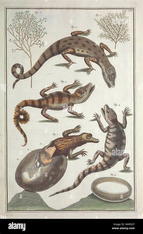 Image result for Different Lizard