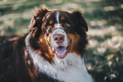 Image result for Pretty Dogs