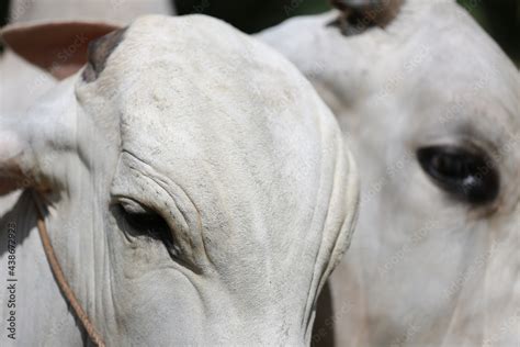 Image result for Sapi Cow