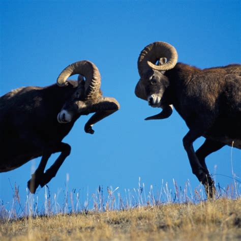 Image result for Solve Disagreement