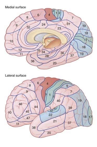 Image result for Cell Cortex