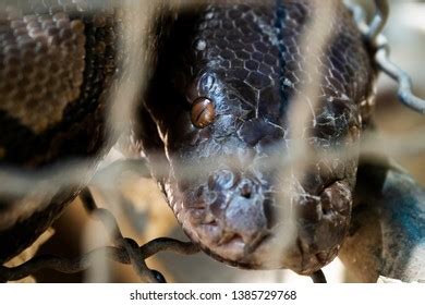 Image result for Reticulated Python Face