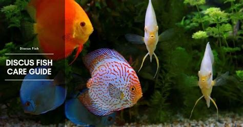 Image result for Types of Discus Fish List