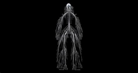 Image result for Nervous System Dissection
