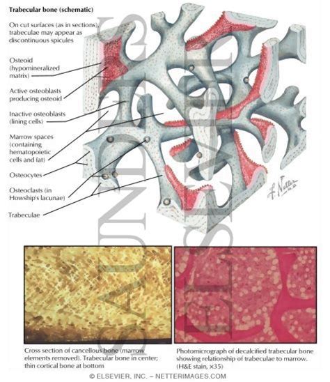 Image result for Trabecular Bone Structure
