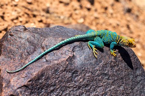Image result for Blue Collared Lizard