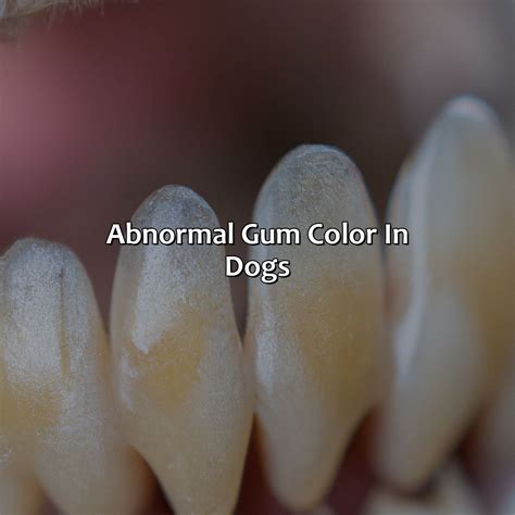 Image result for Normal Dog Gum Color