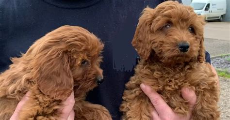 Image result for 2 Week Old Cockapoo