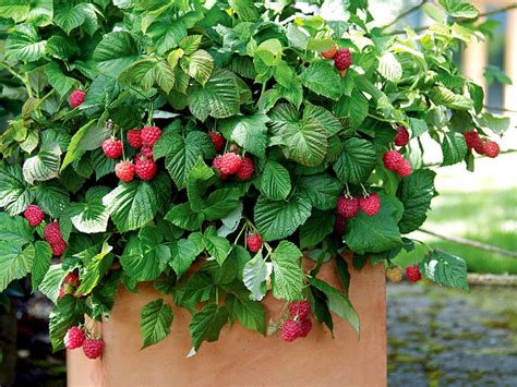 Image result for How to Plant Raspberry