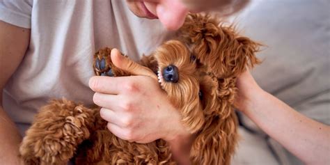 Image result for Cockapoo Tremours