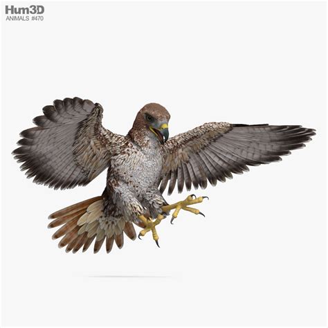 Image result for Hawk Attacking