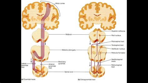 Image result for Le Systeme Extrapyramidal