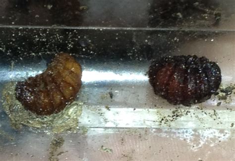 Image result for Bot Fly Larvae Removal