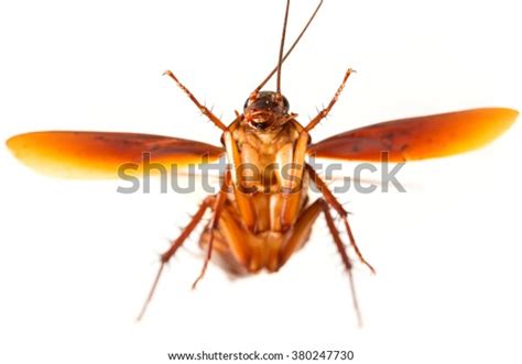 Image result for Flying Cockroach Close
