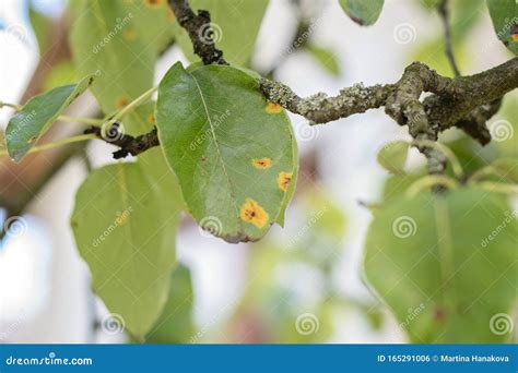 Image result for Pear Tree Leaf Rust
